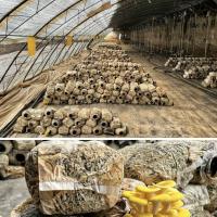 China JX-A00230 Commercial Greenhouse for Sunlight Hydroponic Strawberry Flower Greenhouse for sale