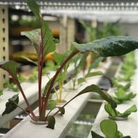 China Transform Your Farming Operation with Leafy Veggies Reefer Container Greenhouse for sale