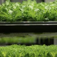 China Transform Your Farming Operation with Leafy Veggies Reefer Container Greenhouse for sale