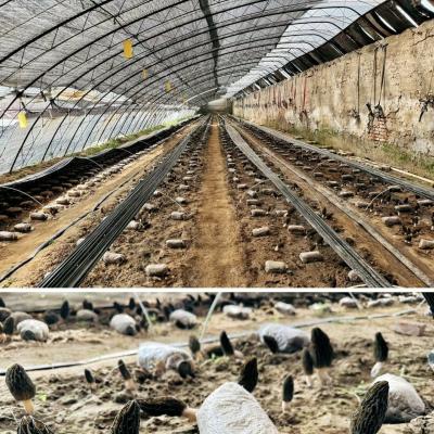 China Multi-Span Sunlight Greenhouse The Ultimate Choice for Hydroponic Vegetable Production for sale