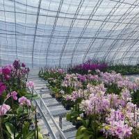 China Shipping Cost and Estimated Delivery Time for Commercial Hydroponic Seeding Greenhouse for sale