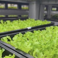 China Container Greenhouse Vegetable House for Shipping Cost and Estimated Delivery Time for sale