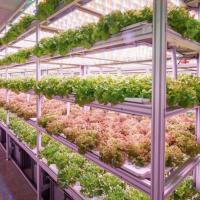China Container Greenhouse Vegetable House for Shipping Cost and Estimated Delivery Time for sale