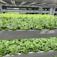 China Steel Structure Leafy Vegetable Container Greenhouse Roofing for Customer Requirements for sale