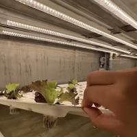 China Commercial Greenhouse Container Greenhouse The Revolutionary Way to Grow Leafy Greens for sale