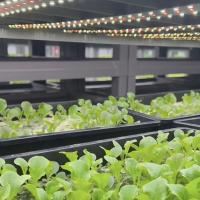 China Commercial Greenhouse Container Greenhouse The Revolutionary Way to Grow Leafy Greens for sale