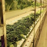 China Commercial Greenhouse Container Greenhouse The Revolutionary Way to Grow Leafy Greens for sale