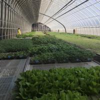 China Package Gross Weight 100.000kg Sunlight Greenhouse Drip Irrigation for Flower Planting for sale