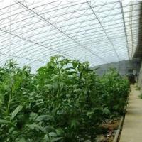 China Advanced Humidity Control and Sunlight System for Vegetables in Commercial Greenhouse for sale