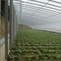 China Advanced Humidity Control and Sunlight System for Vegetables in Commercial Greenhouse for sale