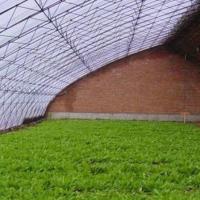 China Humidity Controlled Sunlight Greenhouse for Large Tomato Cucumber Cultivation in Sand for sale