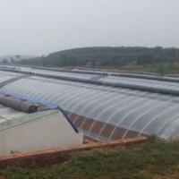 China Arched Roof Greenhouse The Ultimate Sunlight Solution for Tomato and Cucumber Farming for sale