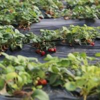 China Arched Roof Greenhouse The Ultimate Sunlight Solution for Tomato and Cucumber Farming for sale