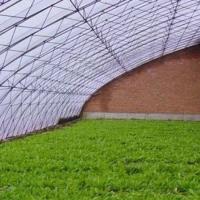 China Arched Roof Greenhouse The Ultimate Sunlight Solution for Tomato and Cucumber Farming for sale