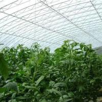 China Full Payment Juxiang prime s Illuminate Sunlight Greenhouse for Tomato Film Cover Material for sale