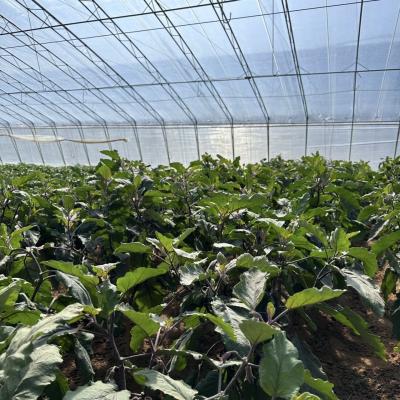 China JX-SG-111 Climate-Controlled Sunlight Greenhouse for Sand Culture Vegetable Planting for sale