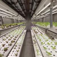 China Hydroponic Cultivation Greenhouse for Leafy Vegetables Cultivation Method Hydroponics for sale