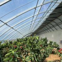 China JX-SG-111 Climate-Controlled Sunlight Greenhouse for Sand Culture Vegetable Planting for sale
