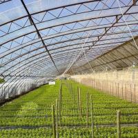 China 2000.000kg Tomato and Cucumber Cultivation Sunlight Greenhouse Solution with Arched Roof for sale