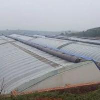 China Film Covered Sunlight-Enhanced Greenhouse for Cucumber Cultivation in Sand Culture for sale