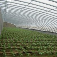 China Film Covered Sunlight-Enhanced Greenhouse for Cucumber Cultivation in Sand Culture for sale