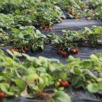 China Film Covered Sunlight-Enhanced Greenhouse for Cucumber Cultivation in Sand Culture for sale