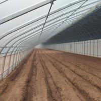 China Film Covered Sunlight-Enhanced Greenhouse for Cucumber Cultivation in Sand Culture for sale