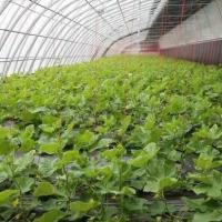 China Large-Scale Cucumber Farming Made Easy with Humidity-Controlled Commercial Greenhouse for sale