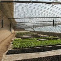 China Large-Scale Cucumber Farming Made Easy with Humidity-Controlled Commercial Greenhouse for sale