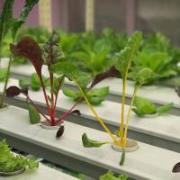 China Steel Cover Leafy Greens Container Greenhouse For Customization for sale