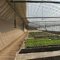 China Tomato Farming Sunlight Greenhouse with Humidity Control and Temperature Control for sale