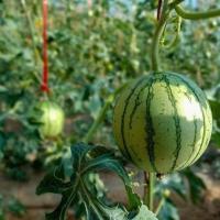 China Tomato Farming Sunlight Greenhouse with Humidity Control and Temperature Control for sale
