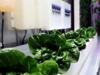 China Steel Structure Hydroponic Container Greenhouse with Multi-Span Vertical Farming System for sale