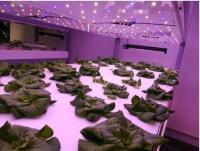 China Steel Structure Hydroponic Container Greenhouse with Multi-Span Vertical Farming System for sale
