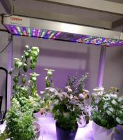 China Steel Structure Hydroponic Container Greenhouse with Multi-Span Vertical Farming System for sale