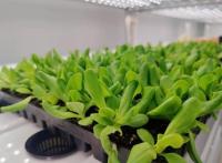 China Steel Structure Hydroponic Container Greenhouse with Multi-Span Vertical Farming System for sale