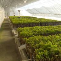 China Commercial Hydroponic Greenhouse for Cucumber Planting Heating Method Temporary Heating for sale