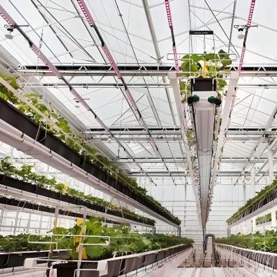 China 1209cm * 235cm * 239cm Vertical Farming Container Greenhouse with Hydroponic Setup for sale