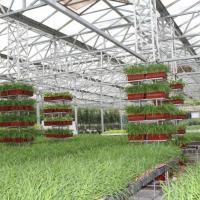 China 1209cm * 235cm * 239cm Vertical Farming Container Greenhouse with Hydroponic Setup for sale