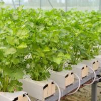 China 1209cm * 235cm * 239cm Vertical Farming Container Greenhouse with Hydroponic Setup for sale