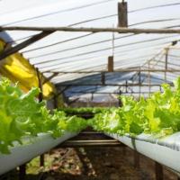 China 1209cm * 235cm * 239cm Vertical Farming Container Greenhouse with Hydroponic Setup for sale