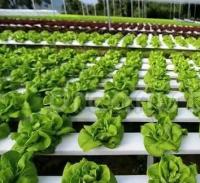 China 1209cm * 235cm * 239cm Vertical Farming Container Greenhouse with Hydroponic Setup for sale