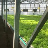 China Vertical Farming Shipping Container Greenhouse with Hydroponics and Steel Structure for sale