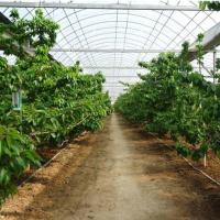 China Vertical Farming Shipping Container Greenhouse with Hydroponics and Steel Structure for sale