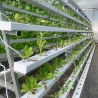 China Vertical Farming Shipping Container Greenhouse with Hydroponics and Steel Structure for sale