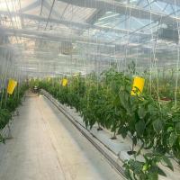 China Vertical Farming Shipping Container Greenhouse with Hydroponics and Steel Structure for sale