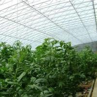 China Square Meter Commercial Cucumber Cultivation Sunlight Greenhouse Solution with Output for sale