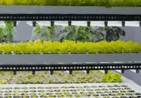 China Steel Structure Hydroponic System Container Greenhouse for Vertical Farming Solution for sale