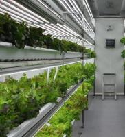 China Steel Structure Hydroponic System Container Greenhouse for Vertical Farming Solution for sale