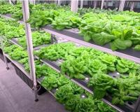 China Steel Structure Hydroponic System Container Greenhouse for Vertical Farming Solution for sale